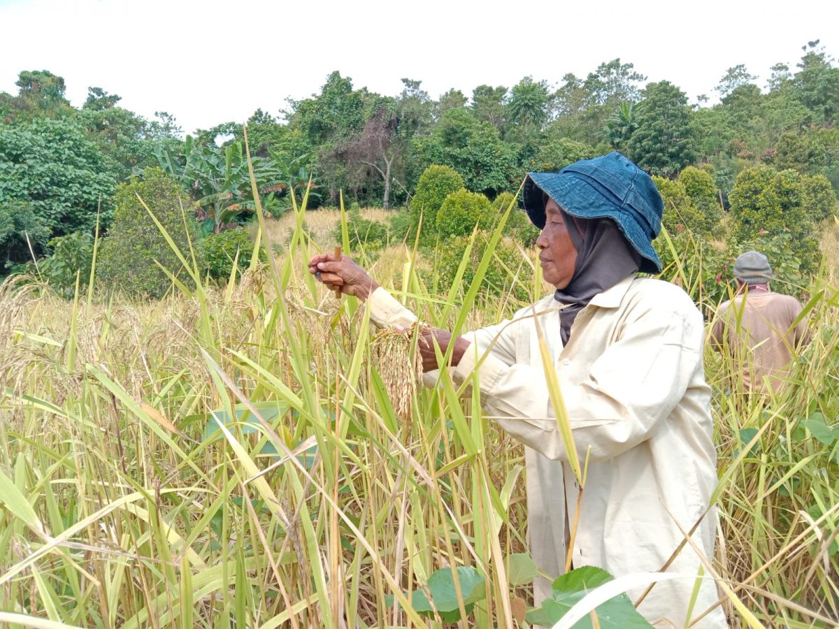 Semangat “Siwaliparri” Dipanen Raya Padi Ladang – Tayang9